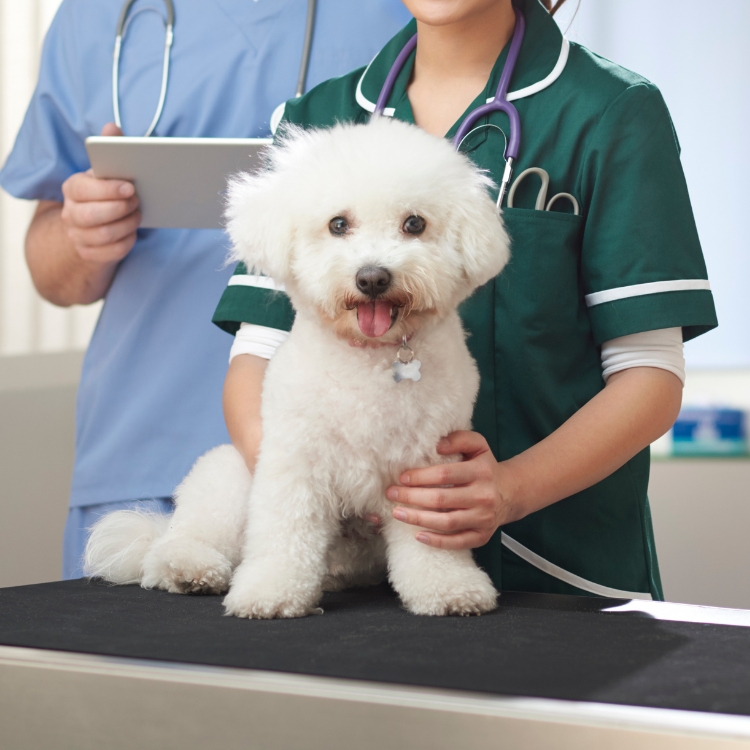 Vet Farm & House Calls In Calera AL | Calera Animal Hospital